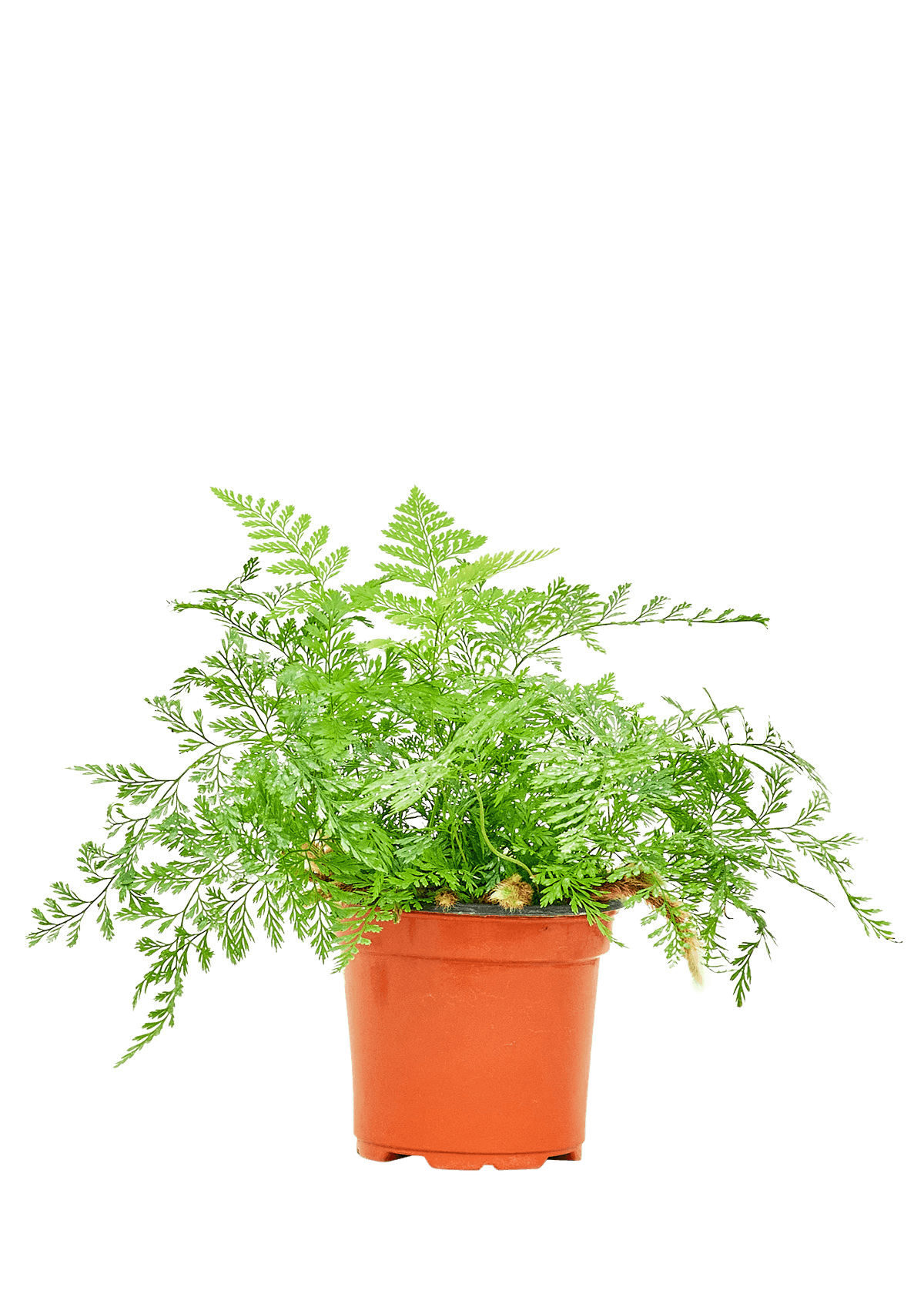 Rabbit Foot Fern | Joybird