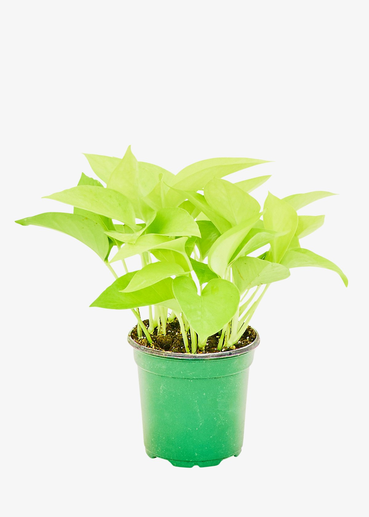 Neon Pothos | Joybird